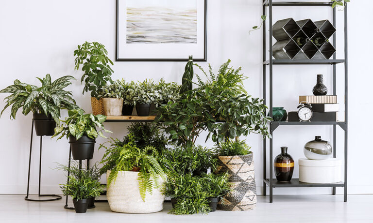 6 Types Of Indoor Plants For Your Home | DesignCafe